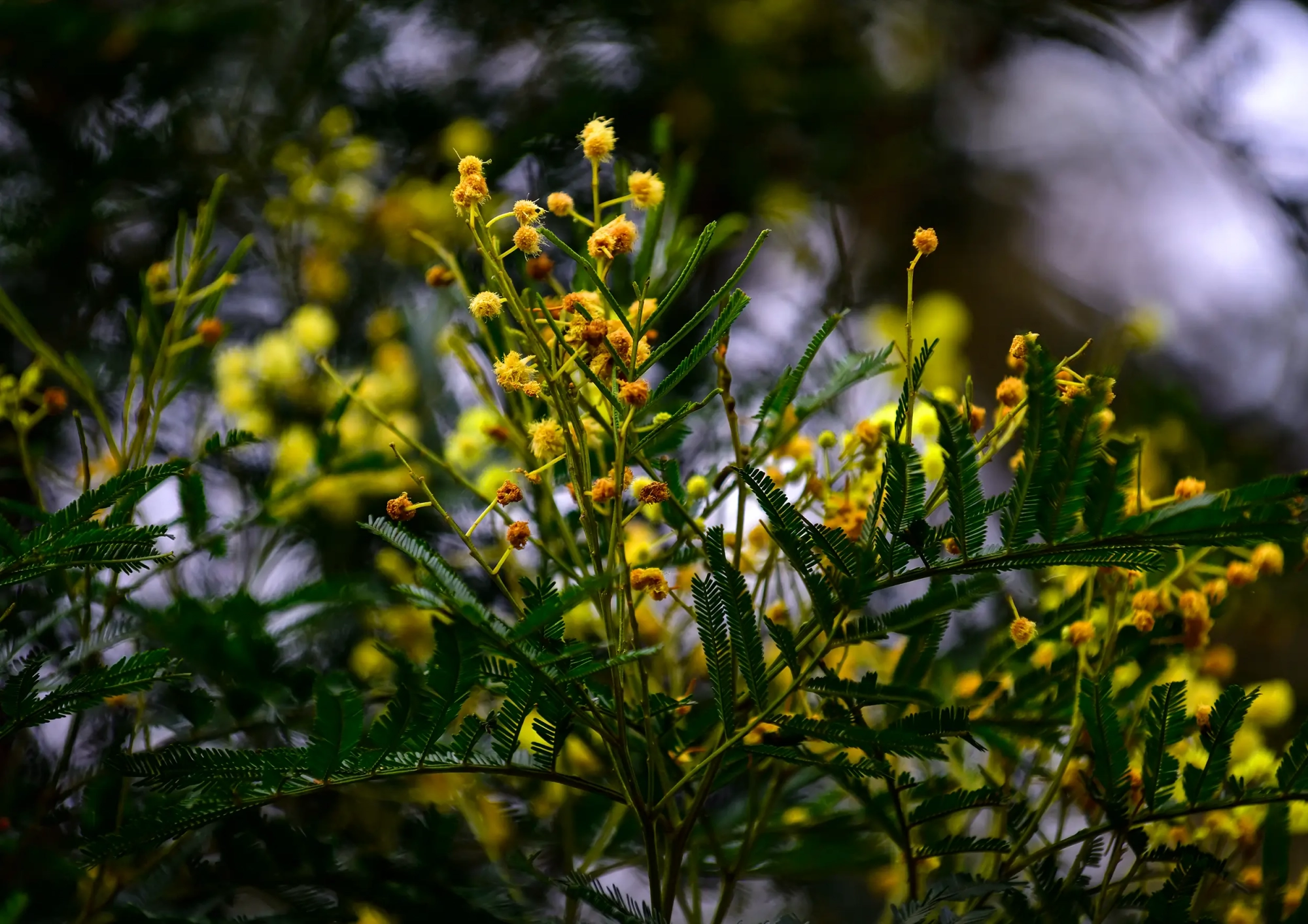 Golden Rod | Mark Zissis